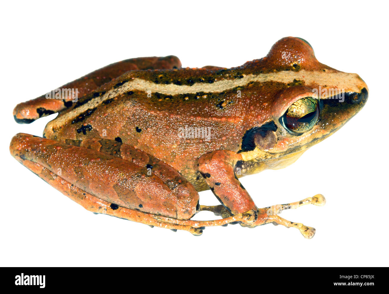 Cachabi Robber Frog (Pristimantis achatinus) from western Ecuador Stock ...