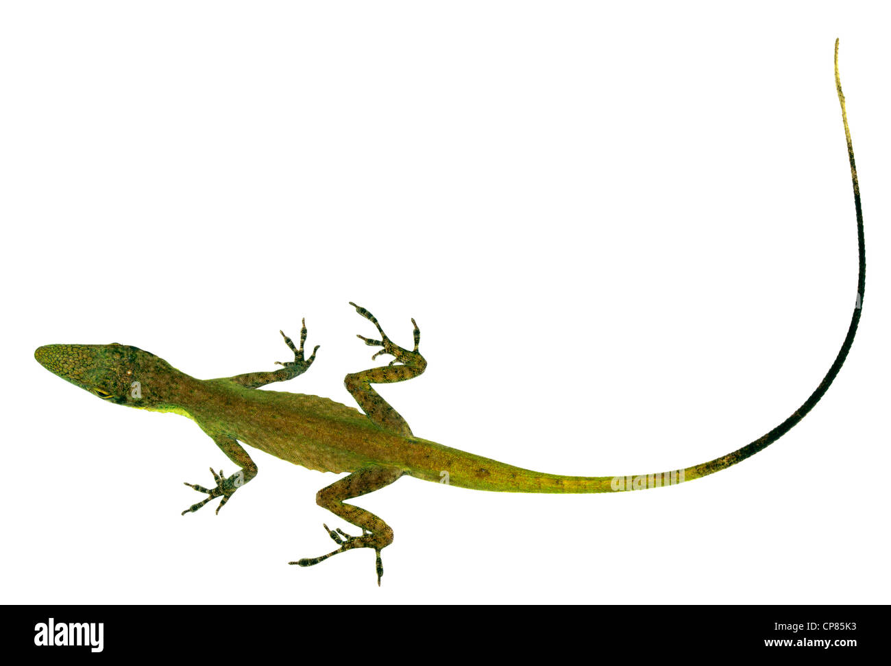 Western wildlife Cut Out Stock Images & Pictures - Alamy