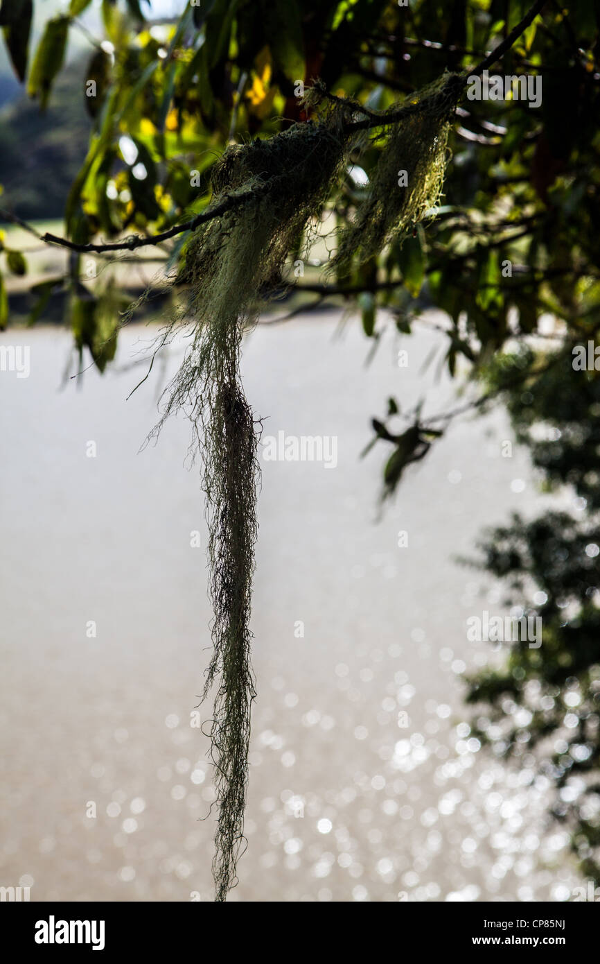 Spanish Moss hanging from a tree next to the Russian River in Northern ...