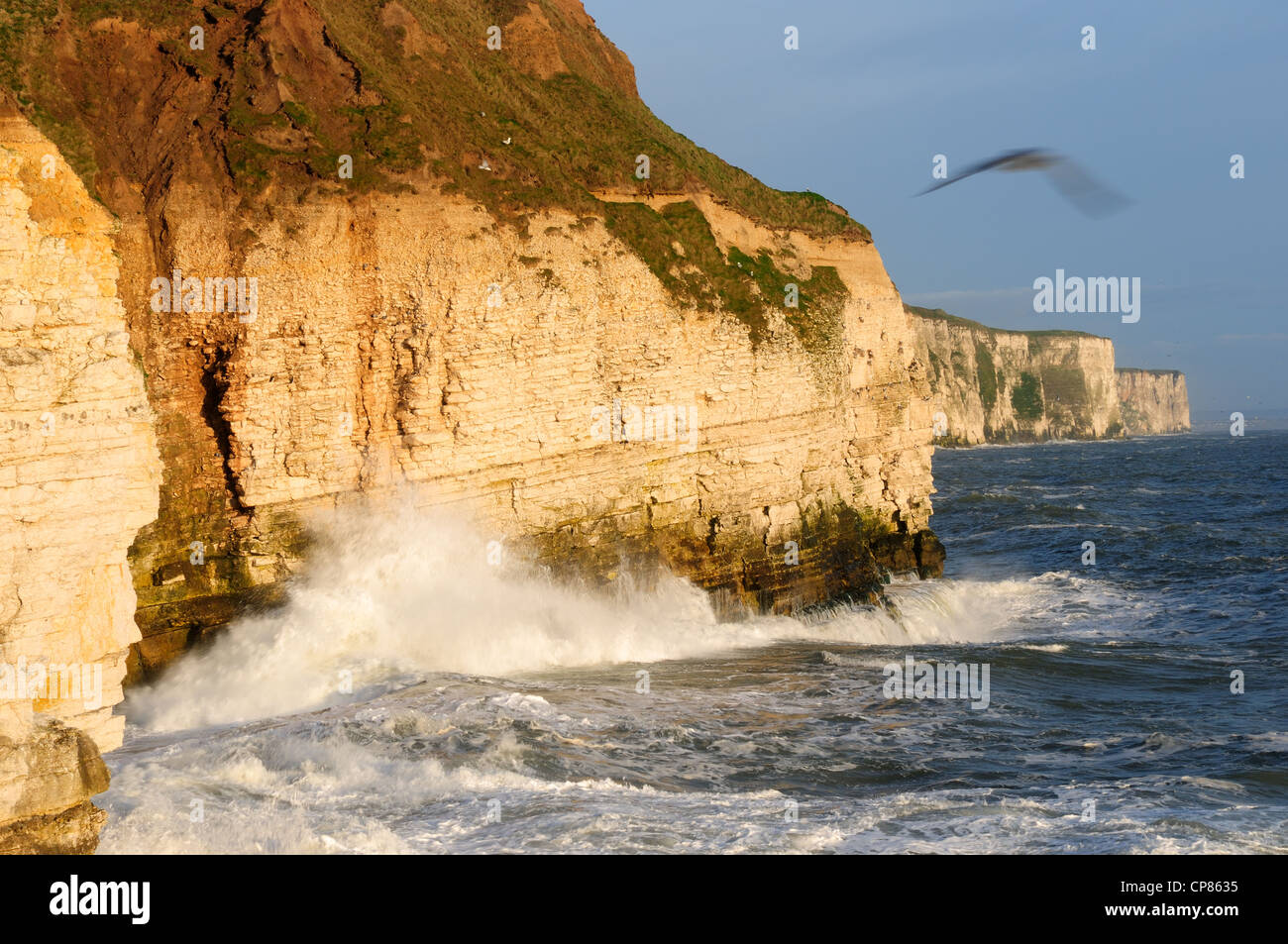 Bempton Cliffs Flamborough Yorkshire England Stock Photo - Alamy