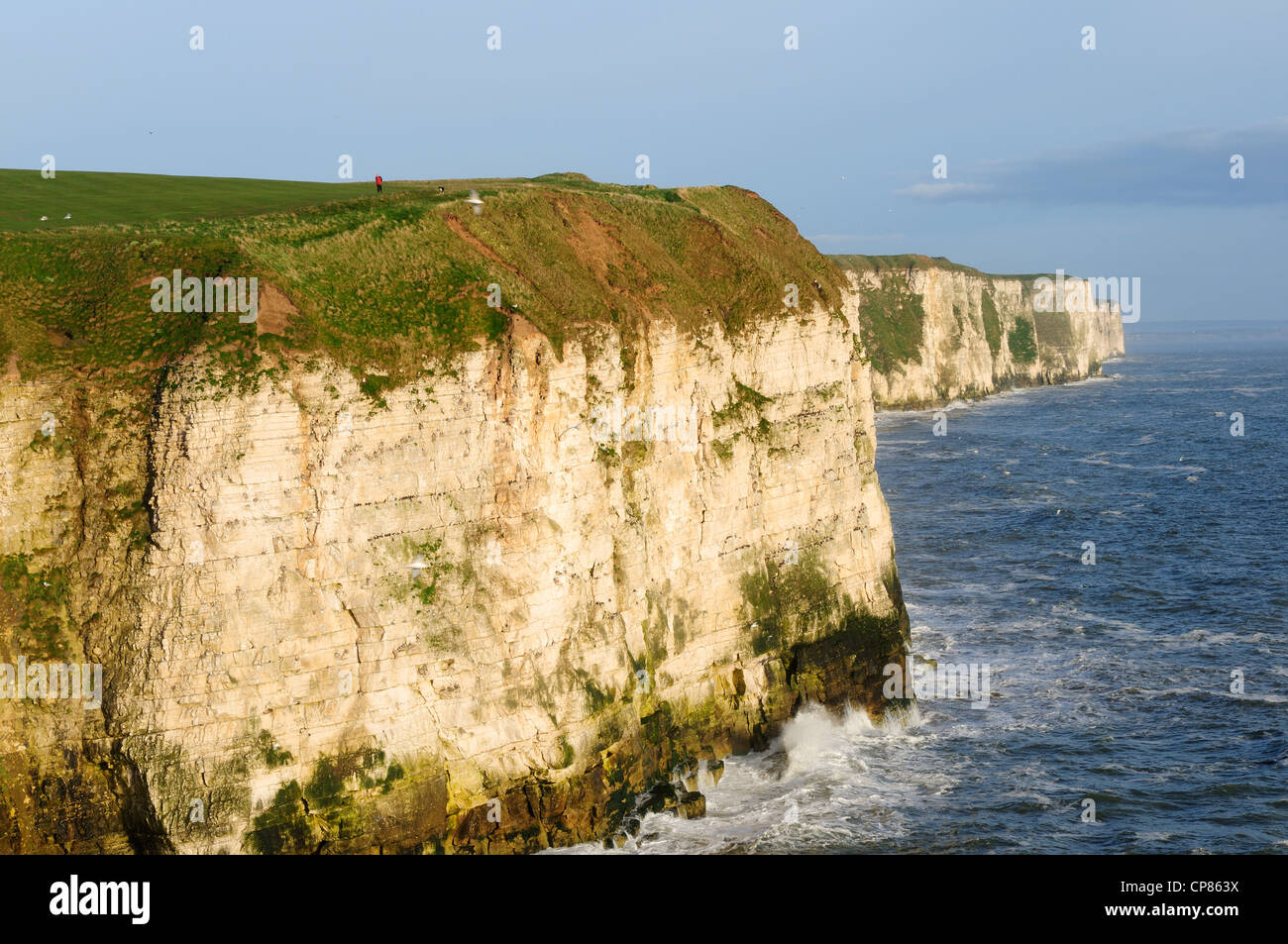 Bempton Cliffs Flamborough Yorkshire England Stock Photo - Alamy