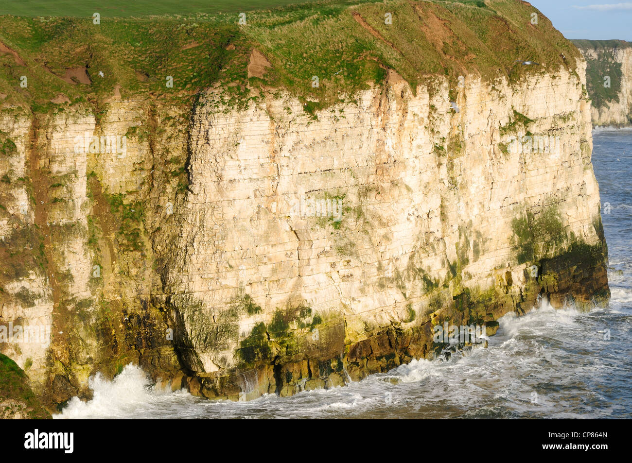 Bempton Cliffs Flamborough Yorkshire England Stock Photo - Alamy