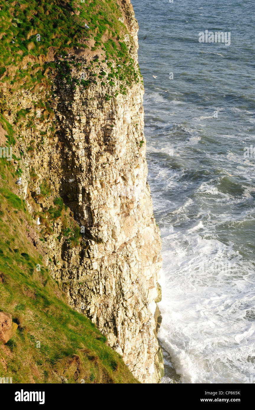 Bempton Cliffs Flamborough Yorkshire England Stock Photo - Alamy