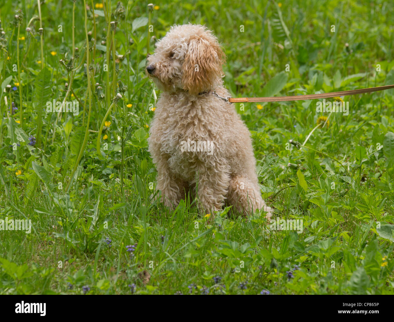 Poodle on a leash Stock Photo - Alamy