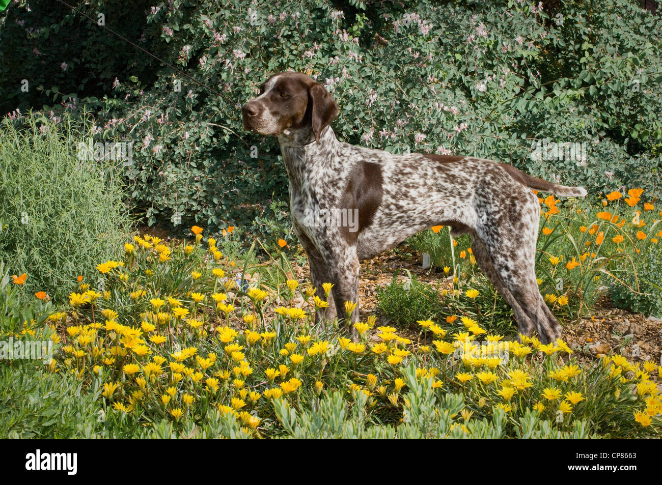 German Shorthaired Pointer standing by flowers Stock Photo - Alamy
