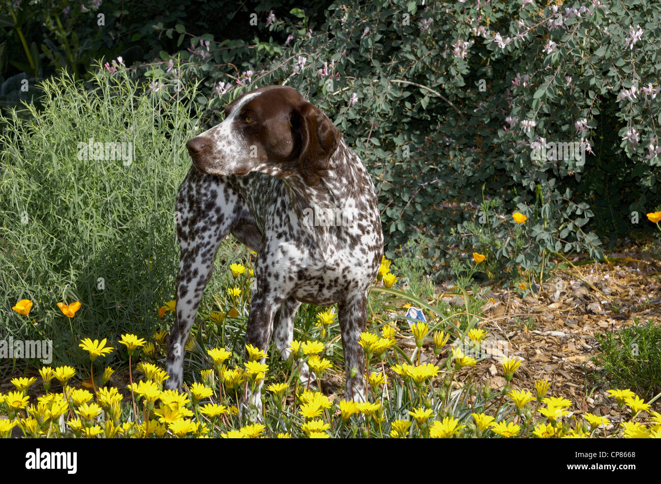 German Shorthaired Pointer standing by flowers Stock Photo - Alamy