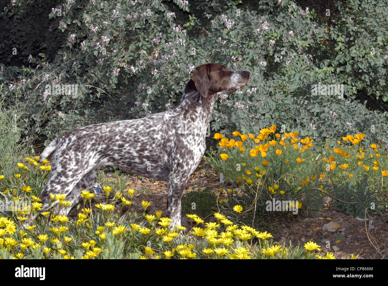 German Shorthaired Pointer standing Stock Photo - Alamy