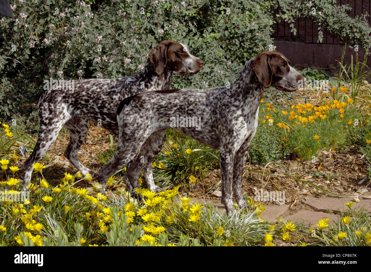 Two German Shorthaired Pointer standing together Stock Photo - Alamy