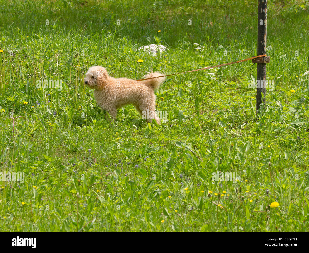 Poodle on a leash Stock Photo - Alamy