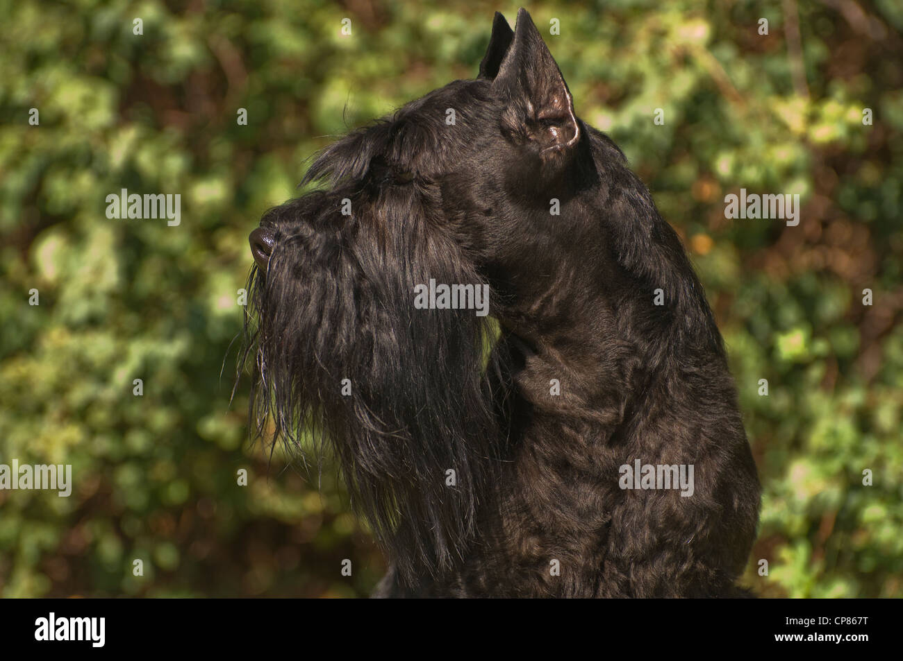 Black Miniature Schnauzer-head shot Stock Photo - Alamy