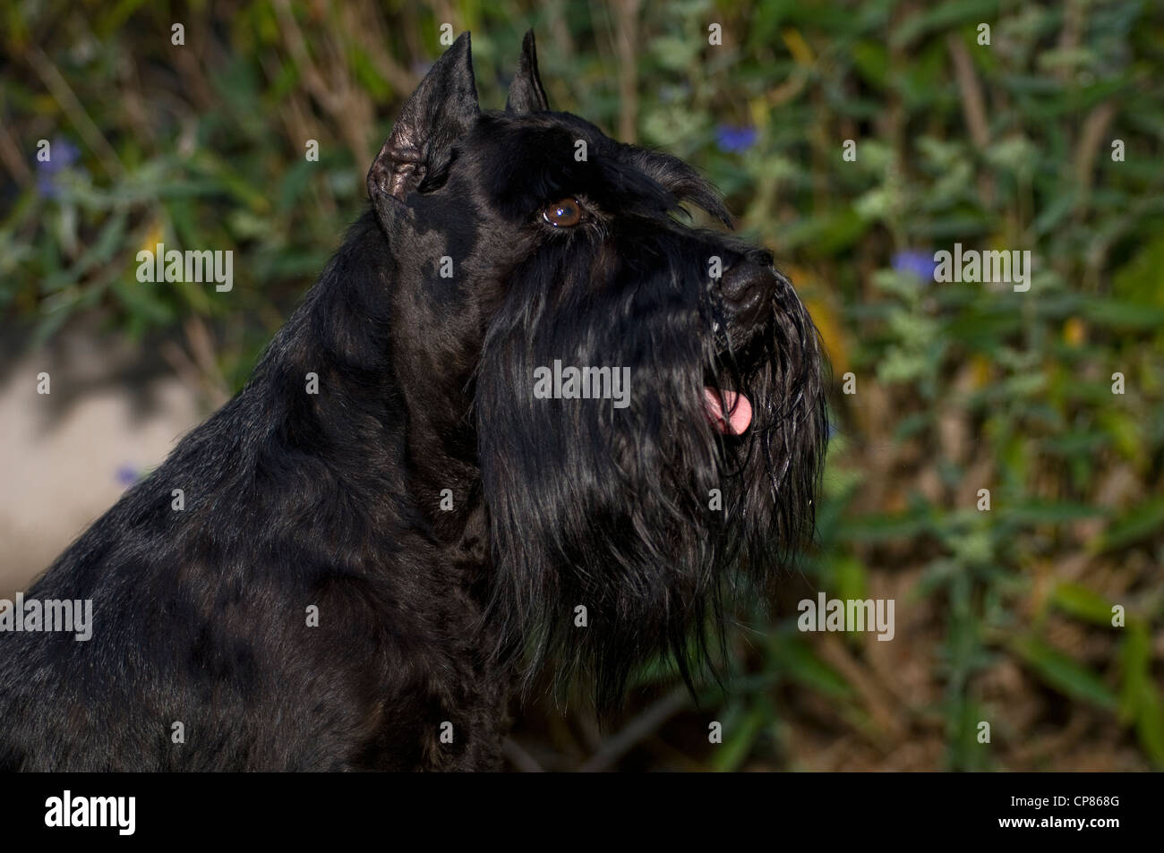 Black Miniature Schnauzer-head shot Stock Photo - Alamy