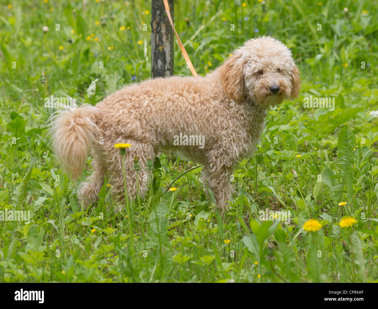 Mini poodle dog Stock Photo - Alamy