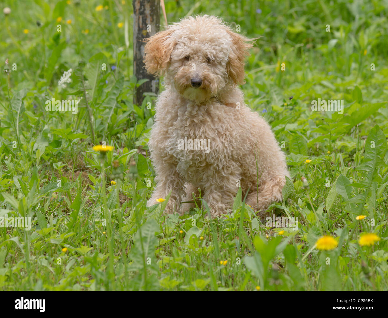 Mini poodle dog Stock Photo - Alamy