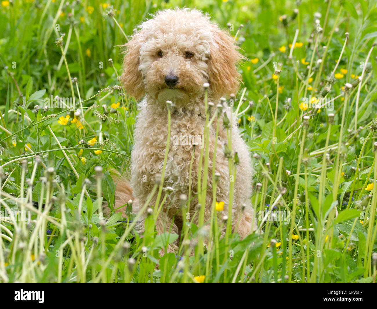 Mini poodle dog Stock Photo - Alamy