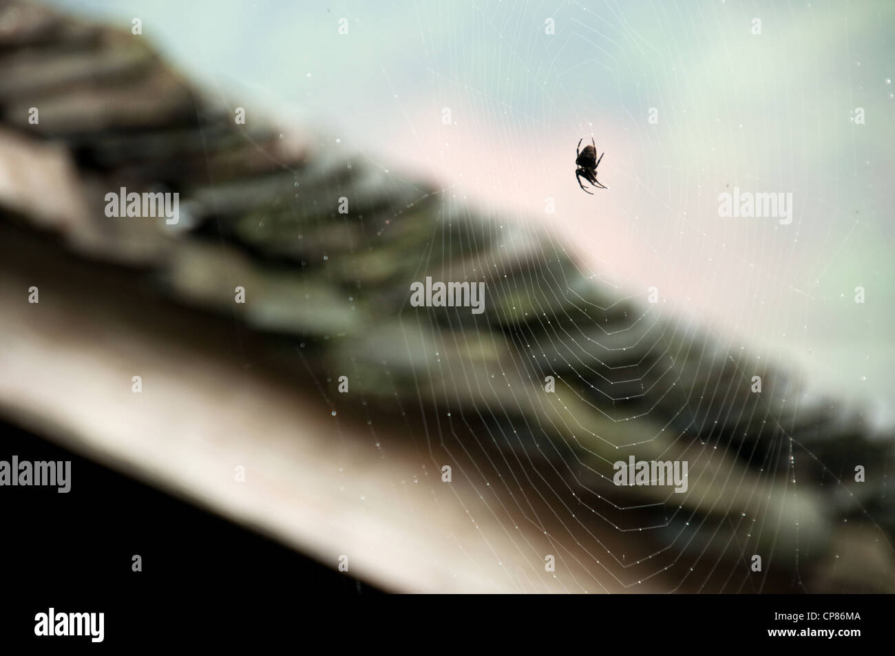 A spider on a web with a roof in the background, Chengyang Stock Photo ...