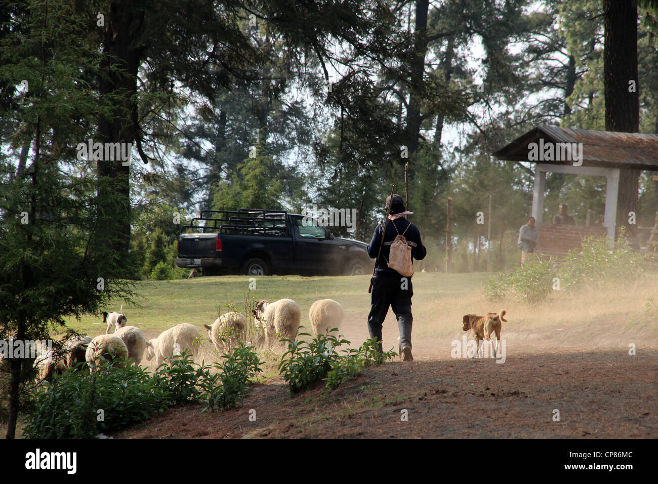 Mexican shepherd hi-res stock photography and images - Alamy