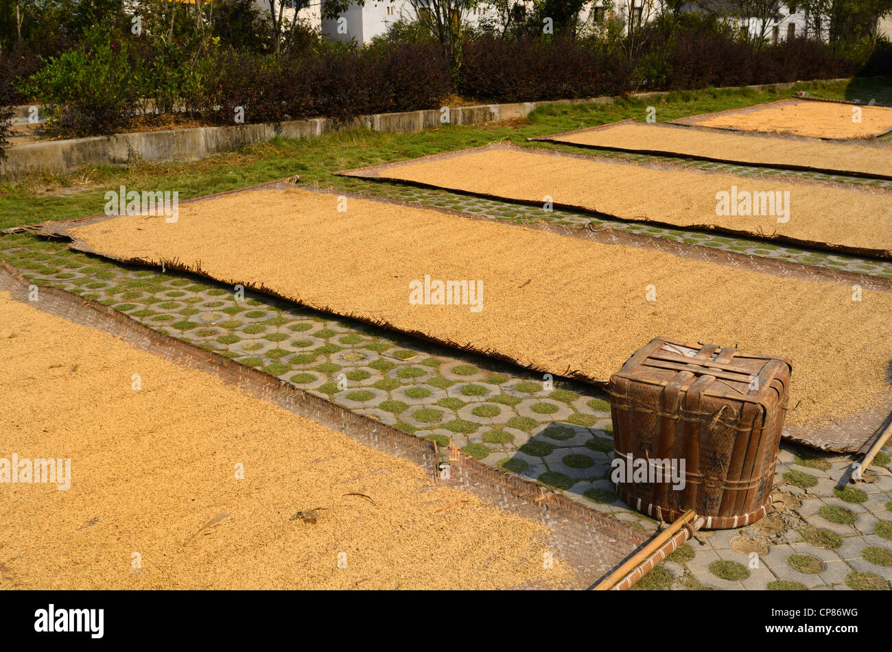 Rice Drying High Resolution Stock Photography and Images - Alamy