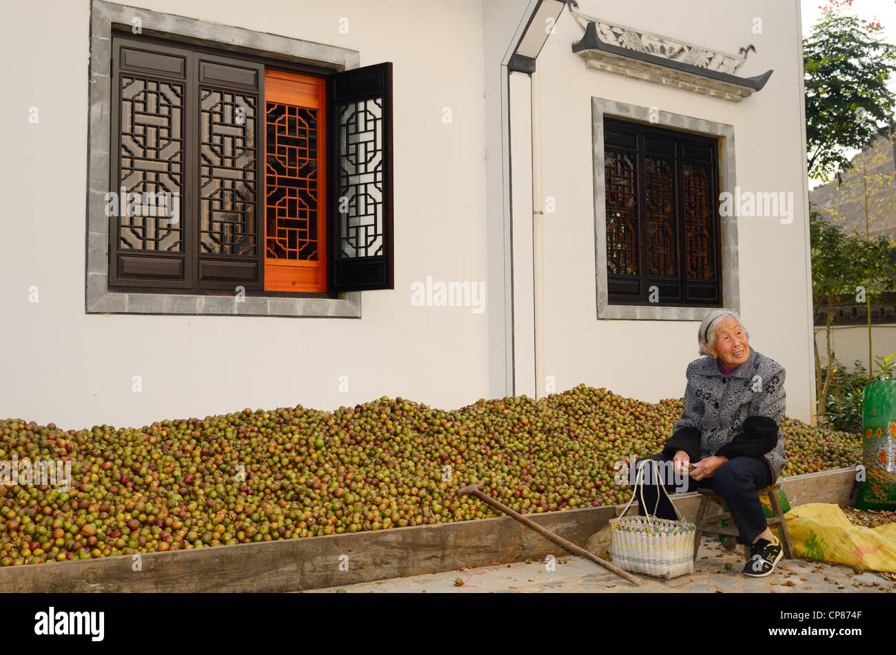 Old Chinese woman with cane sitting to crack shells of tung seeds in ...