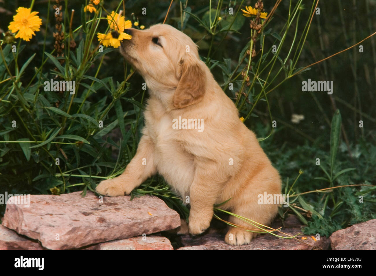 Puppies Smelling Roses My Dog Is Obsessed With Smelling These Flowers.