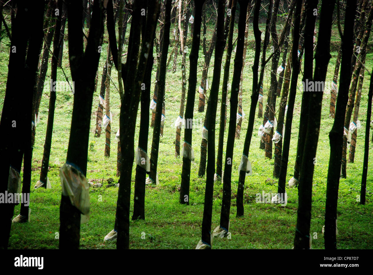 Rubber plantation in Kerala India Stock Photo - Alamy