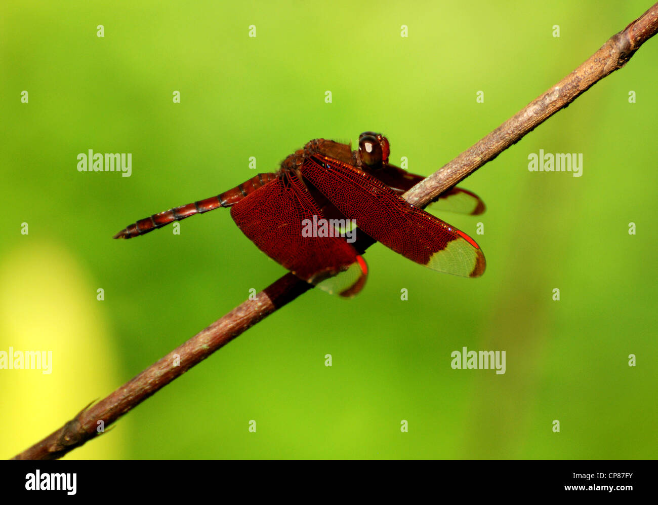 Dragon insect hi-res stock photography and images - Alamy