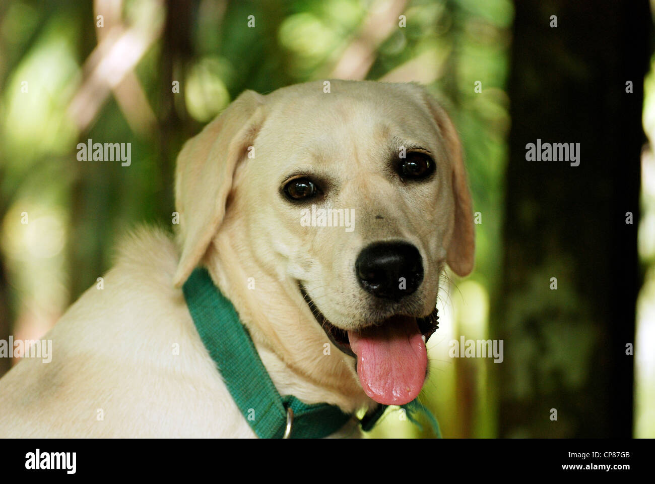 Indian labrador hi-res stock photography and images - Alamy