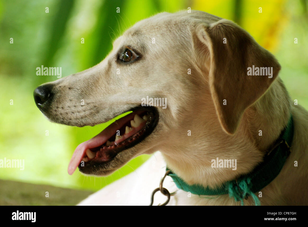 Indian labrador hi-res stock photography and images - Alamy