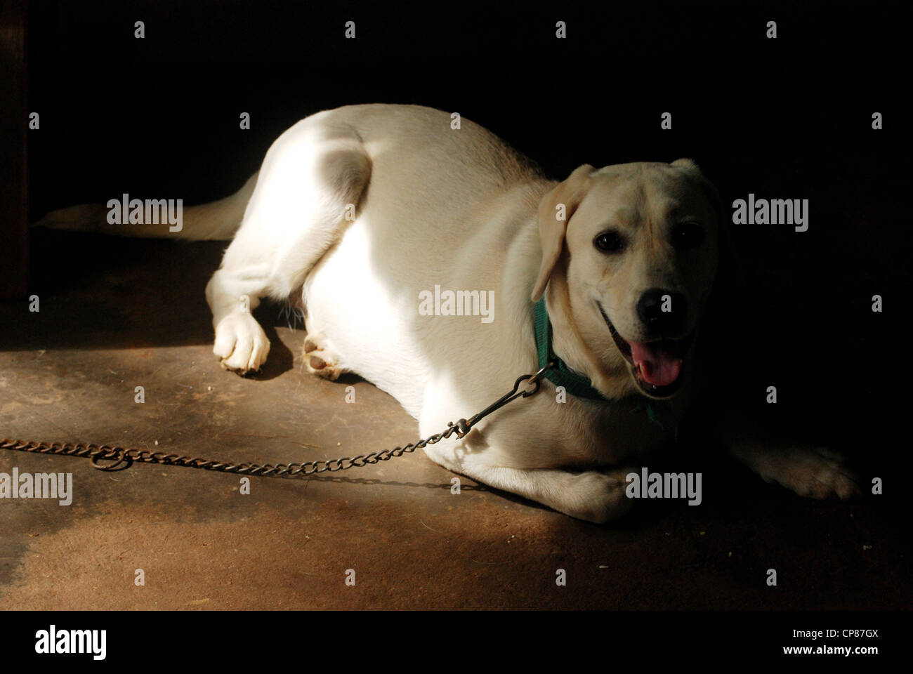 Indian labrador hi-res stock photography and images - Alamy