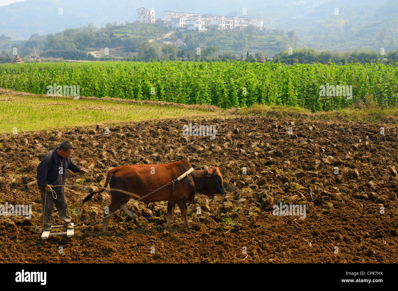 Close up of farmer leveling field with ox on farmland at Yanggancun ...