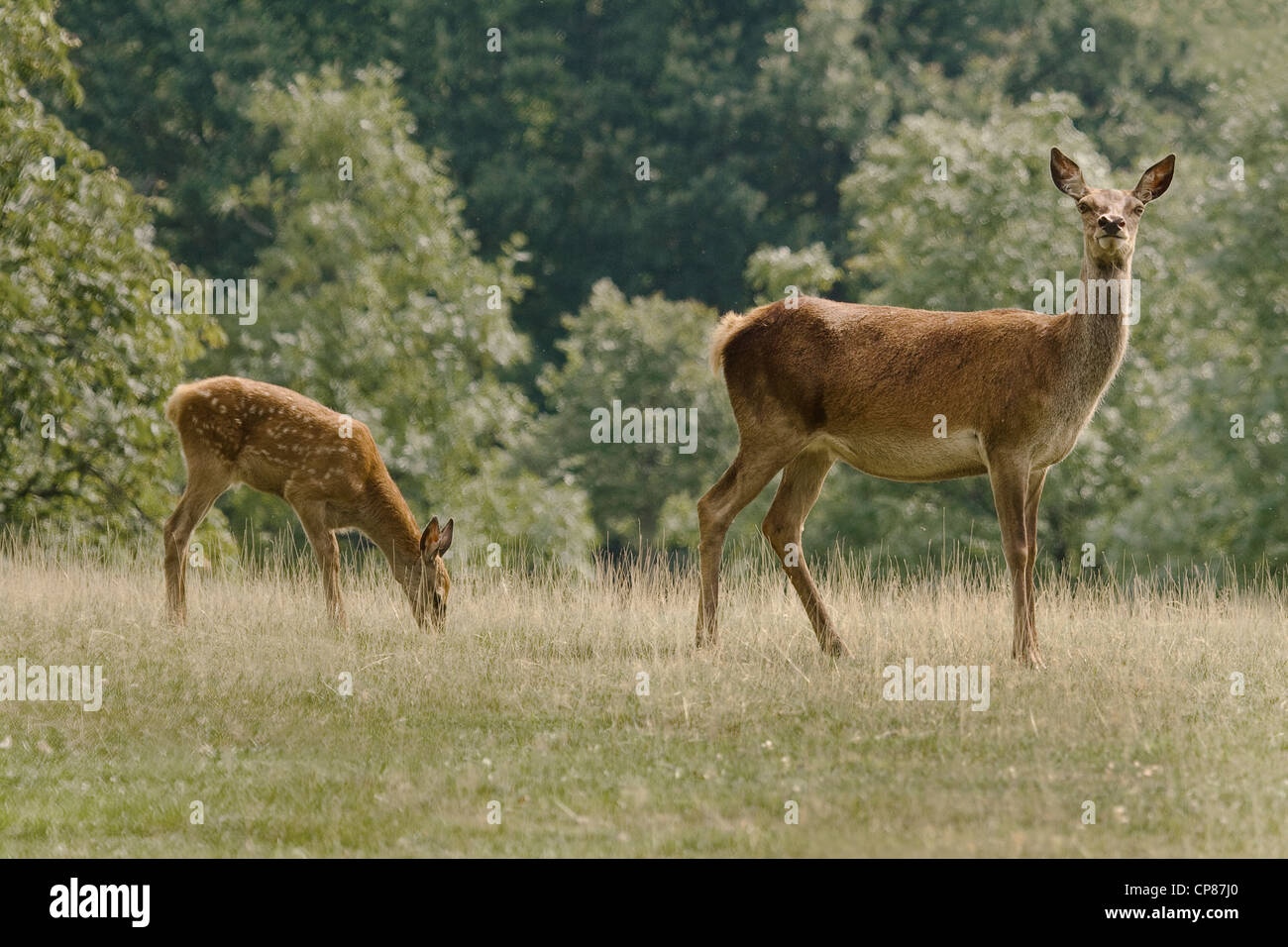 Red Deer Doe and Calf Stock Photo - Alamy