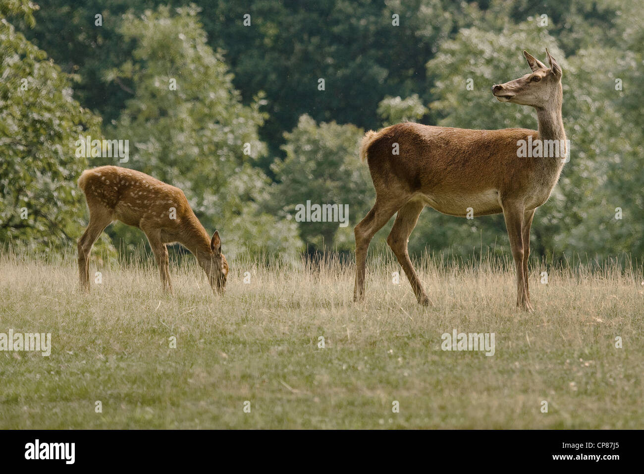 Red Deer Doe and Calf Stock Photo - Alamy
