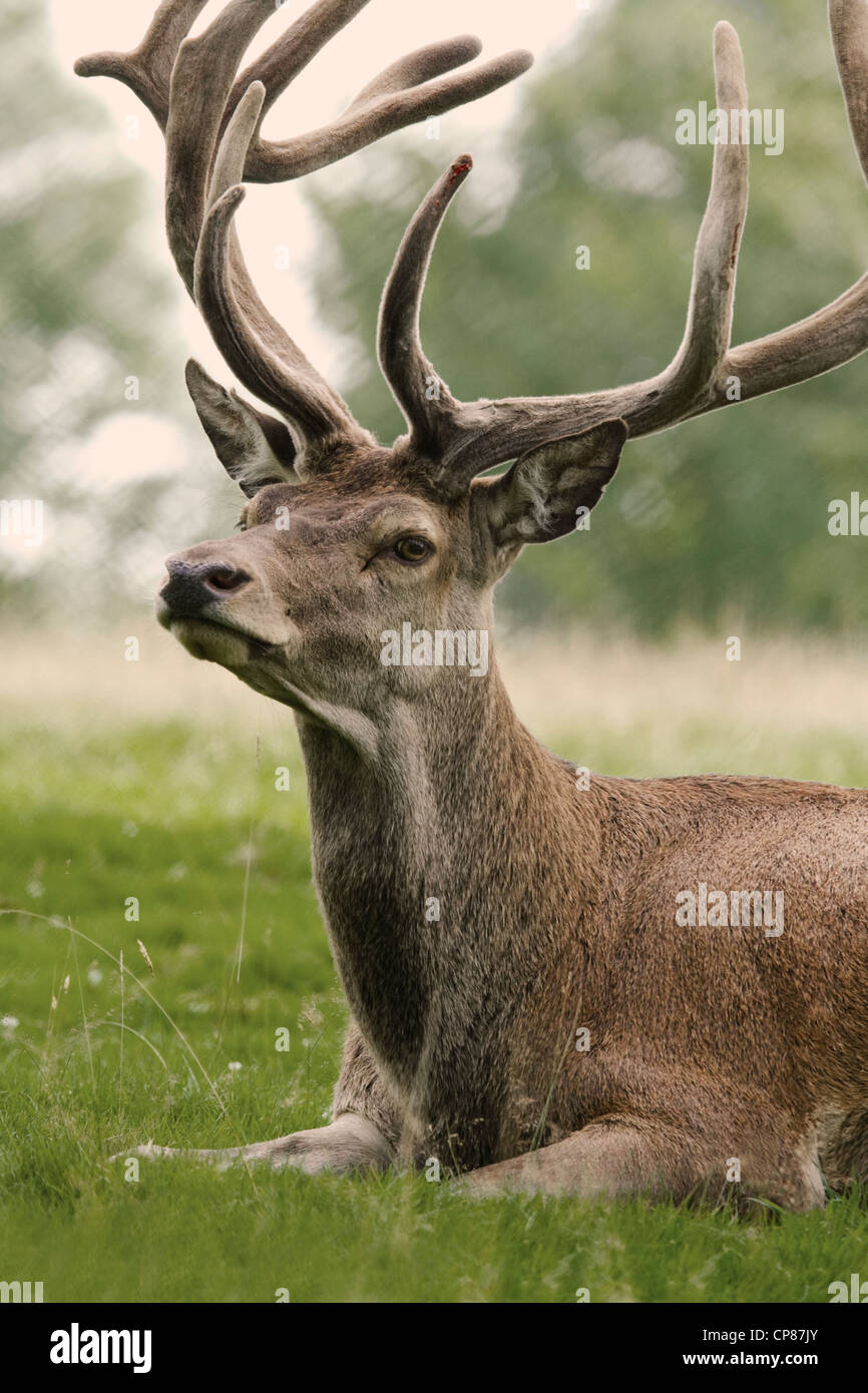 Red Deer Stag Stock Photo - Alamy
