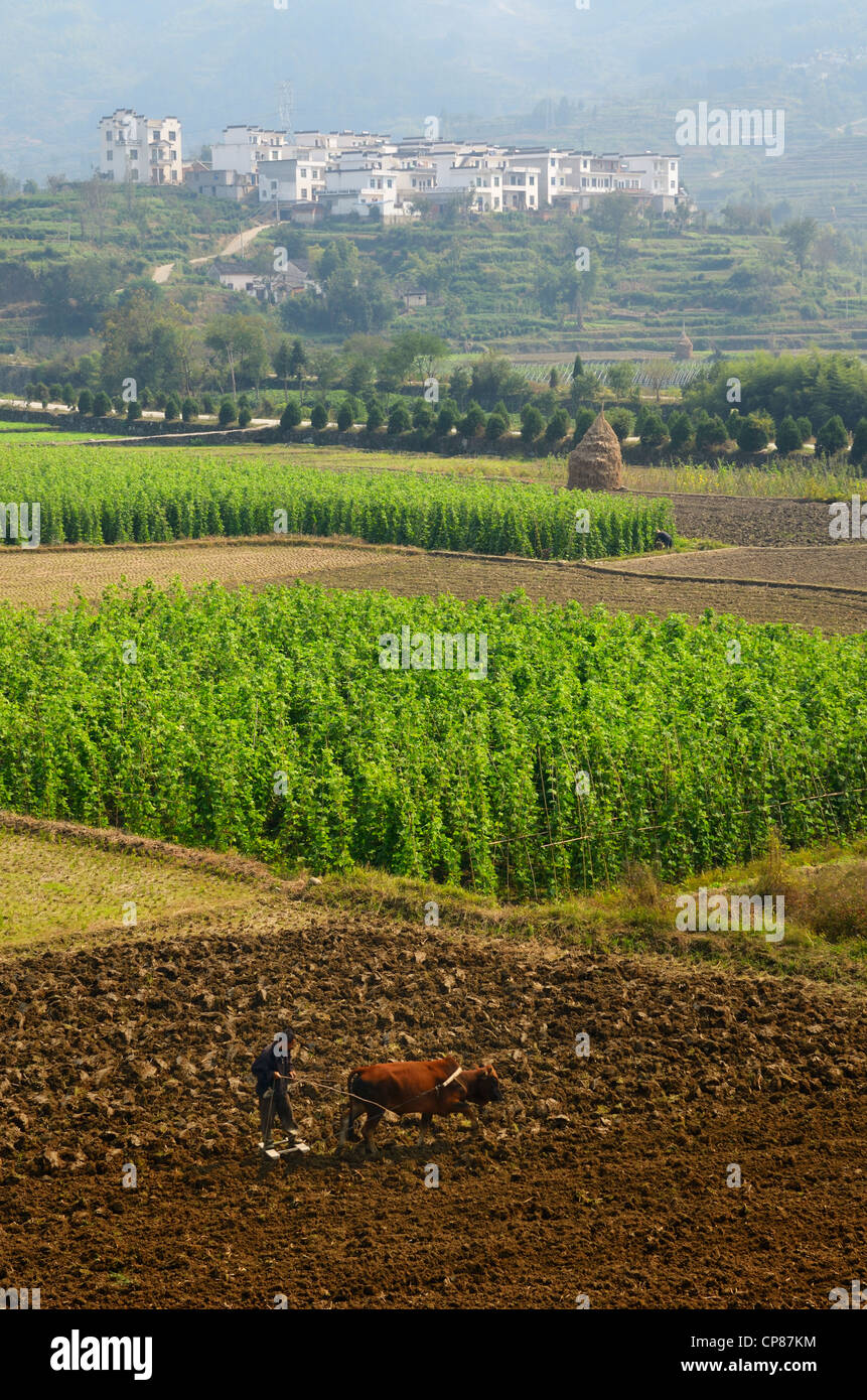 Man plowing field hi-res stock photography and images - Alamy