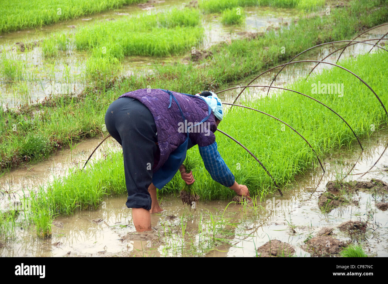 Farm worker planting rice plants on a watered rice field, Chengyang ...