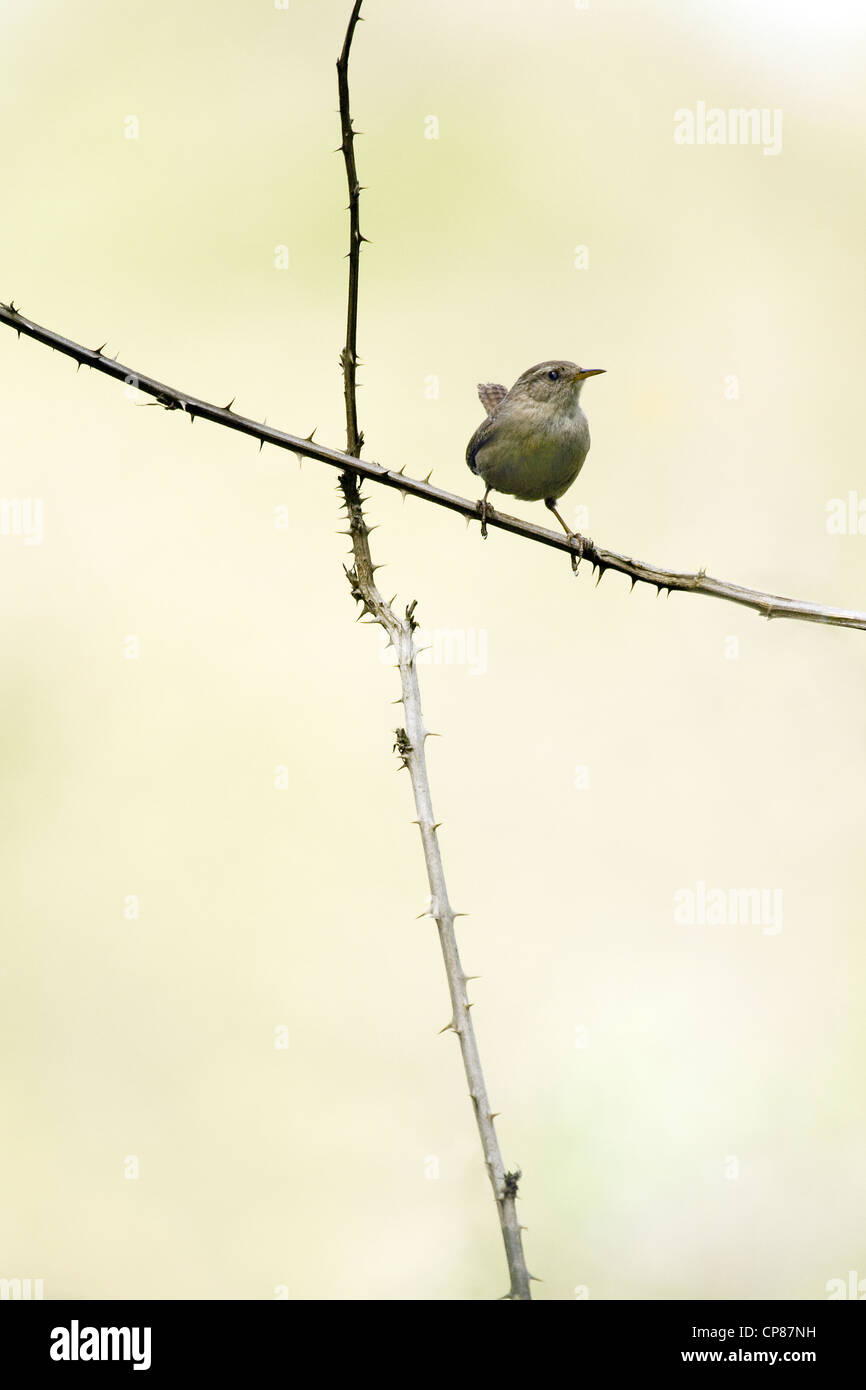 British wren hi-res stock photography and images - Alamy