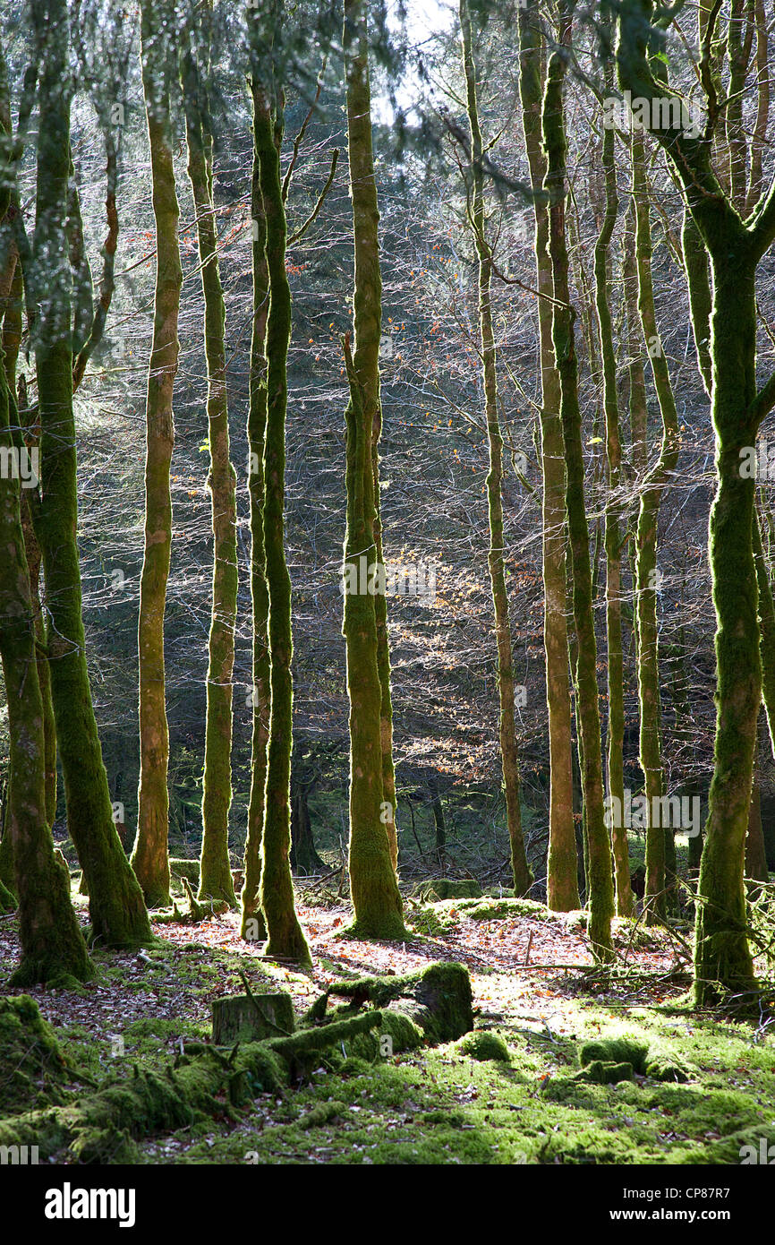 Burrator Wood, Dartmoor Stock Photo - Alamy