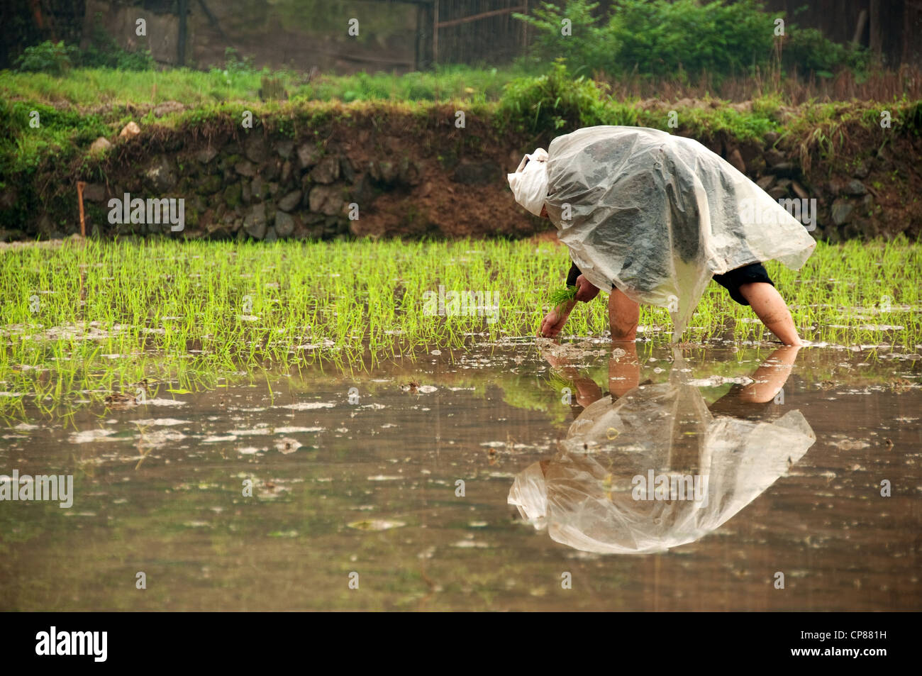 Farm worker planting rice plants on a watered rice field, Chengyang ...