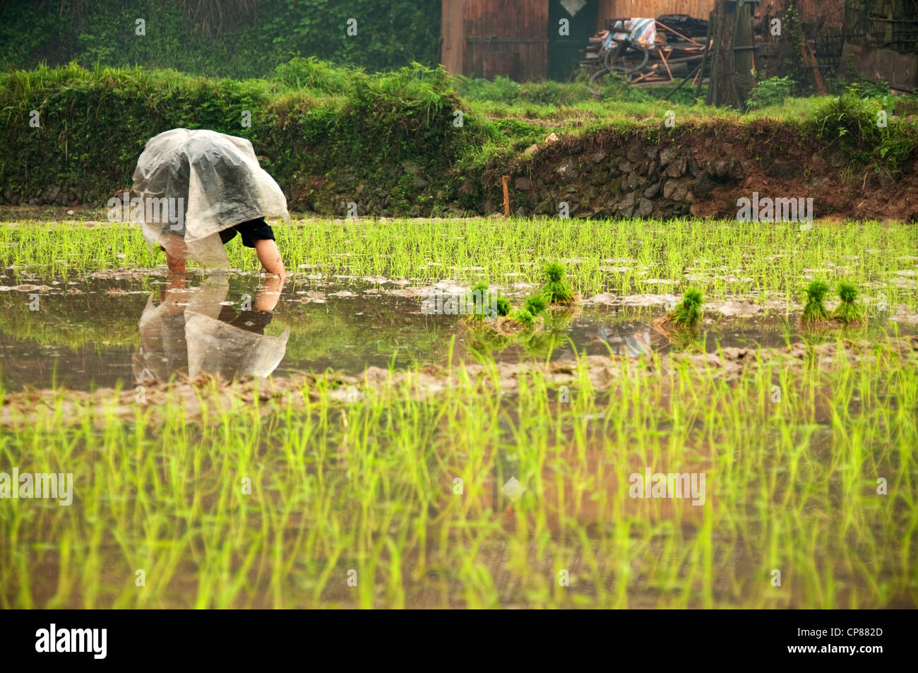 Farm worker planting rice plants on a watered rice field, Chengyang ...
