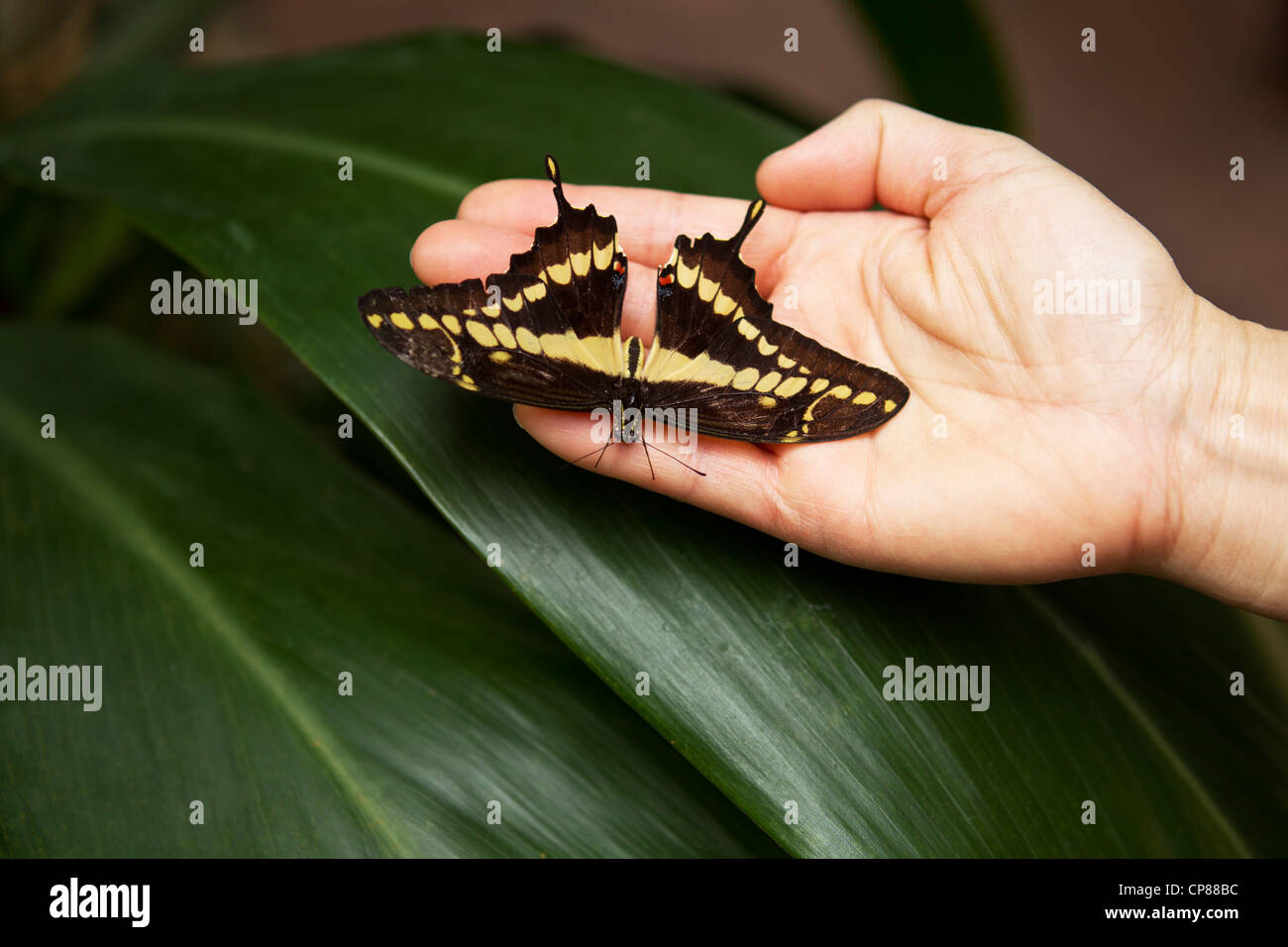 Large butterfly in hand with green background Stock Photo - Alamy