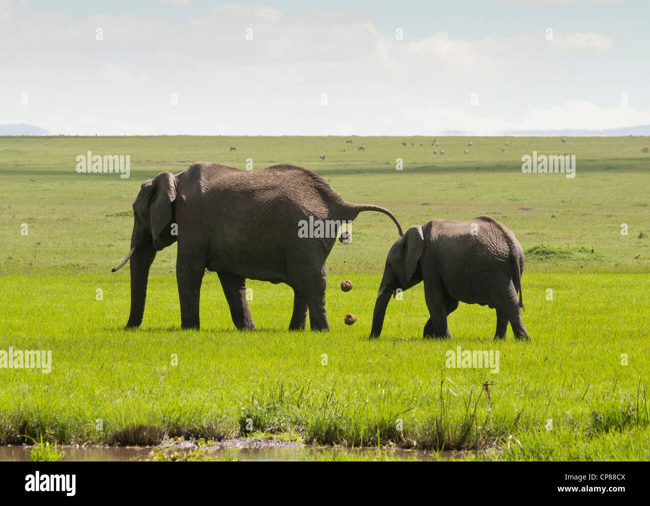 Elephant defecating hi-res stock photography and images - Alamy
