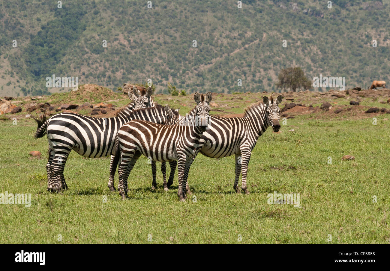 Five zebras hi-res stock photography and images - Alamy