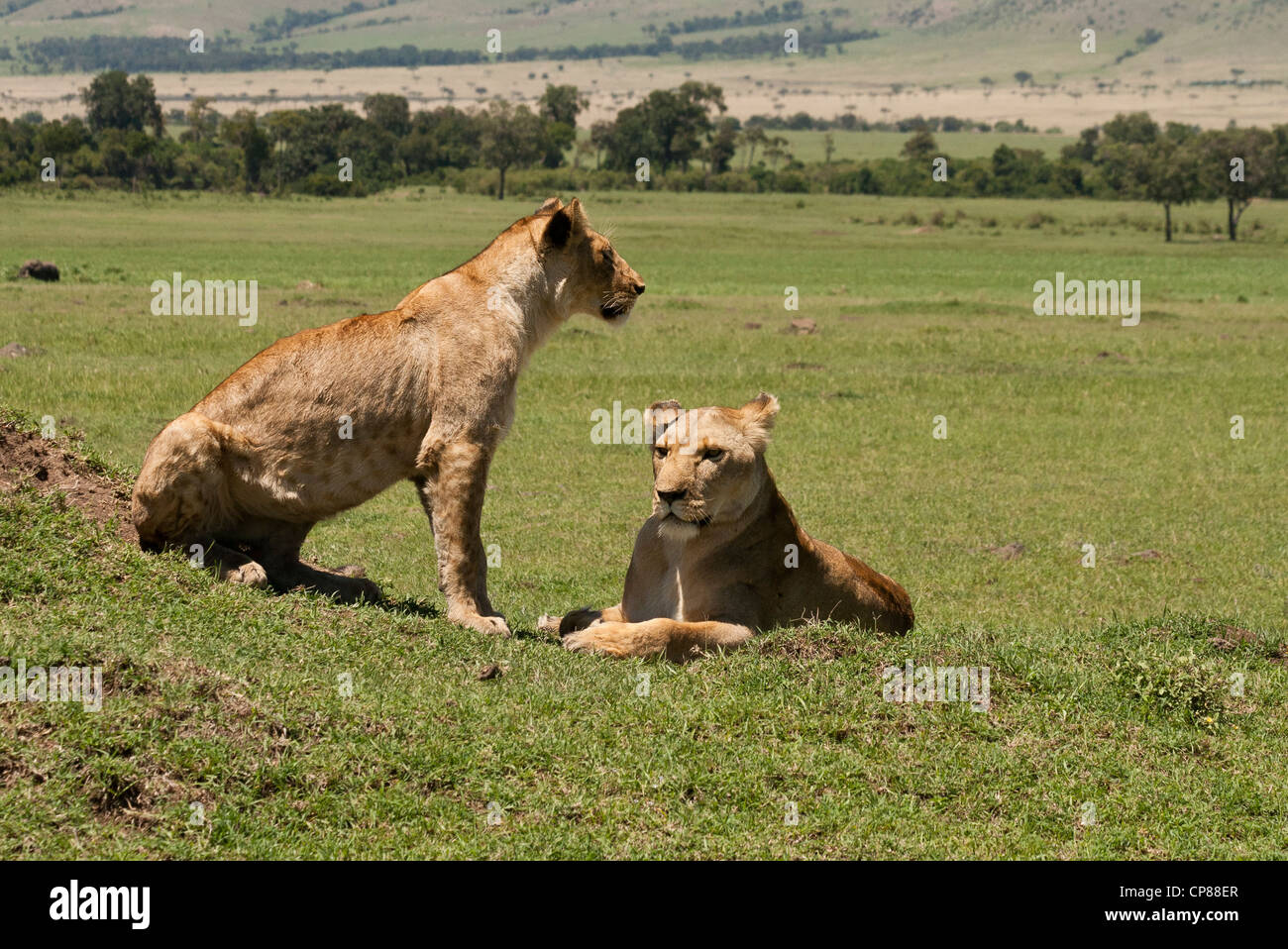 Two female lionesses (Panthera leo) sitting on the Masai Mara National ...