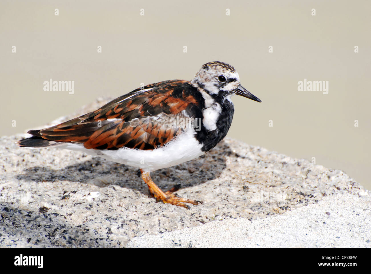 3153 hi-res stock photography and images - Alamy