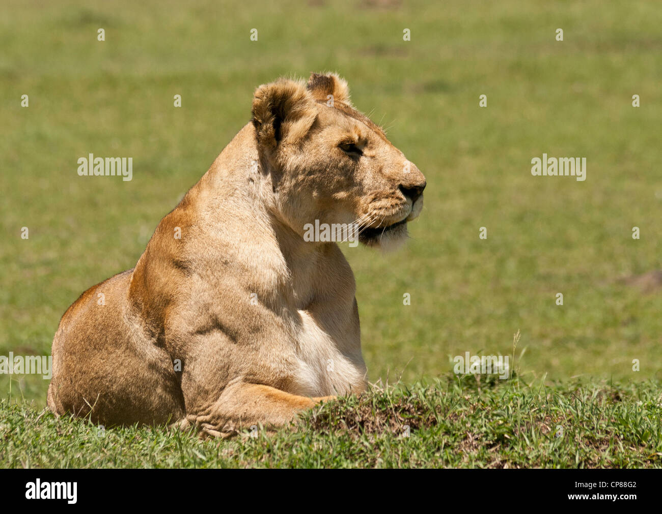 Female lion sitting hi-res stock photography and images - Alamy