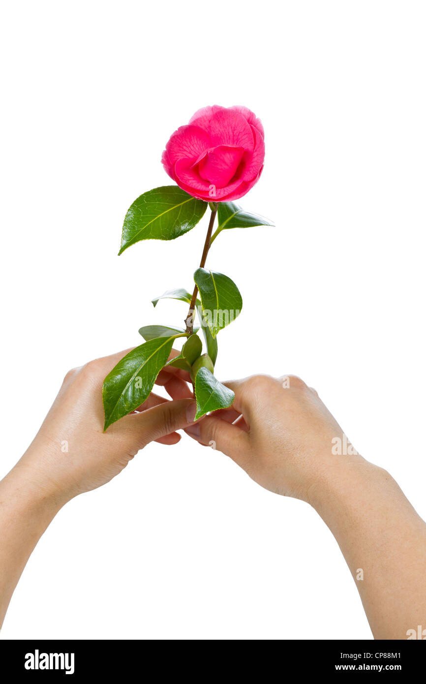 Two Hands Holding Rose