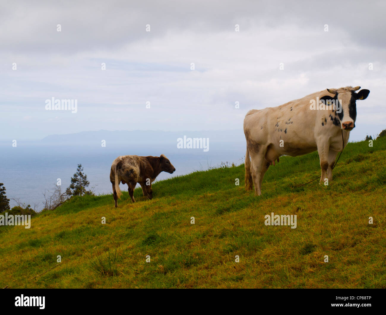 Cows in green Azorian field Stock Photo - Alamy