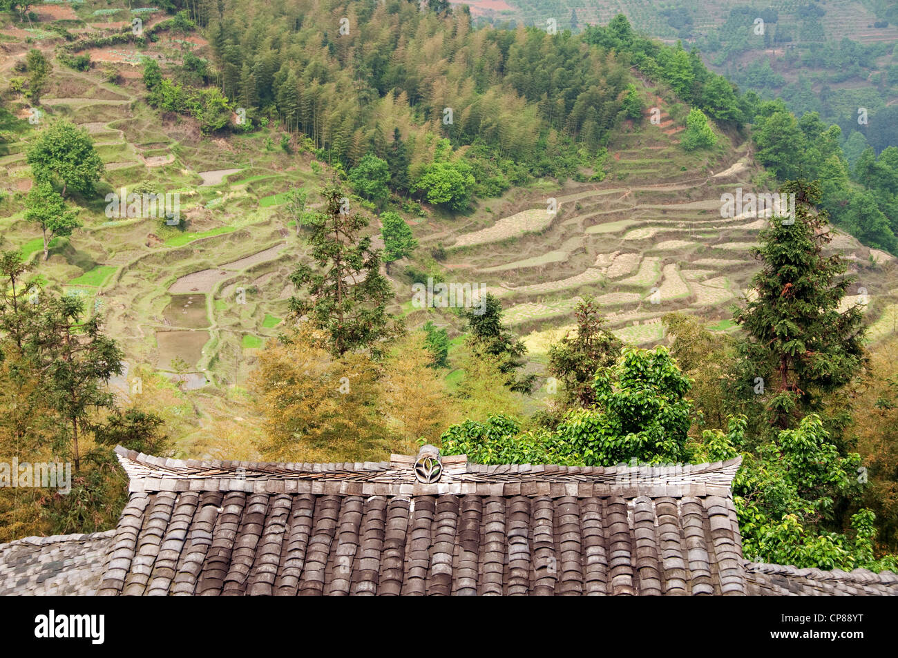 Traditional roof of a Basha Miao house with terraced rice fields in ...