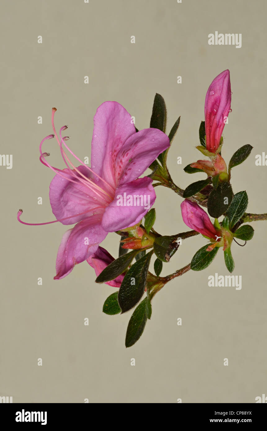 Azalea flower hi-res stock photography and images - Alamy