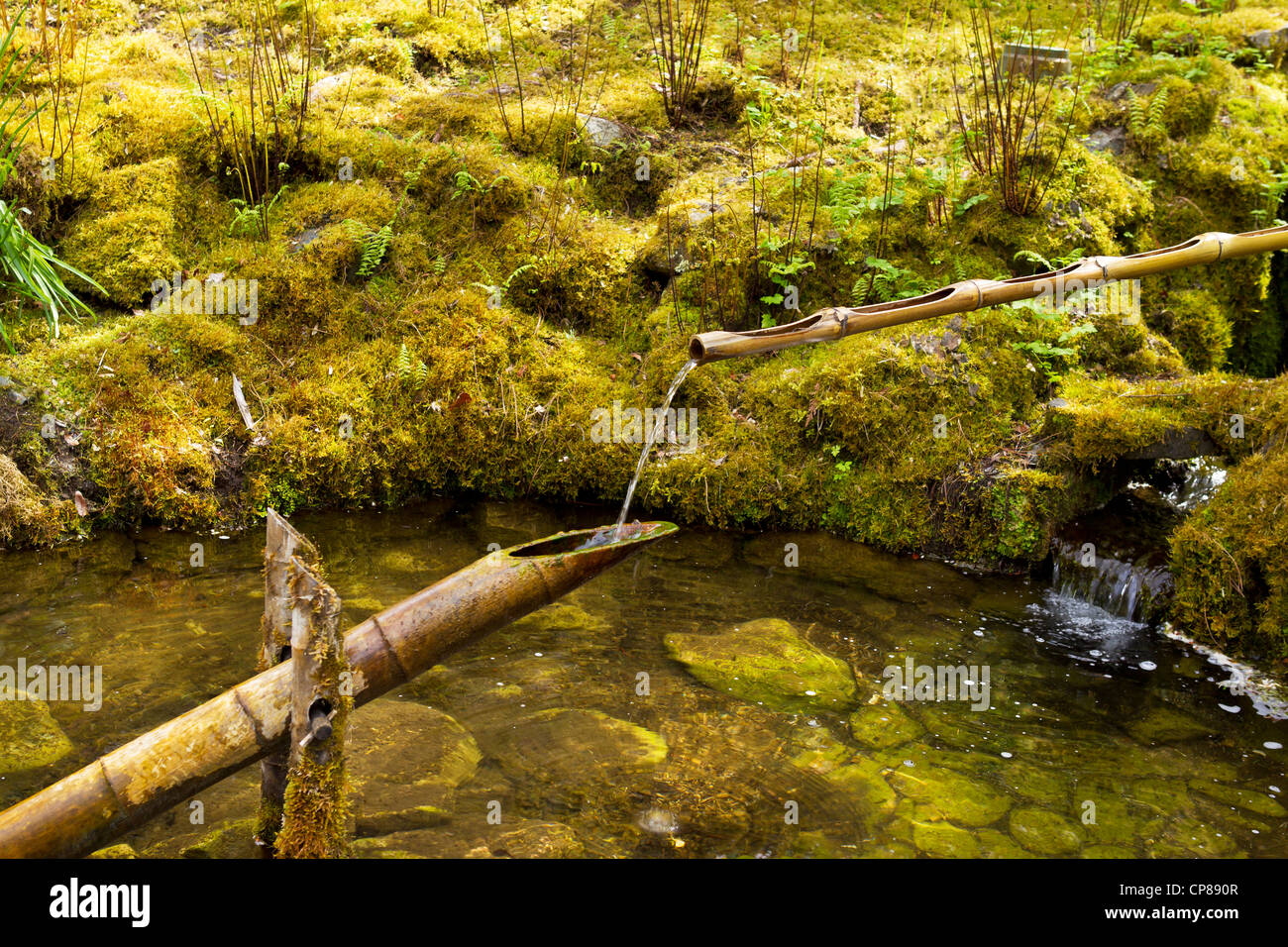 Spring Water flowing through Bamboo sticks in Japanese Garden with moss ...