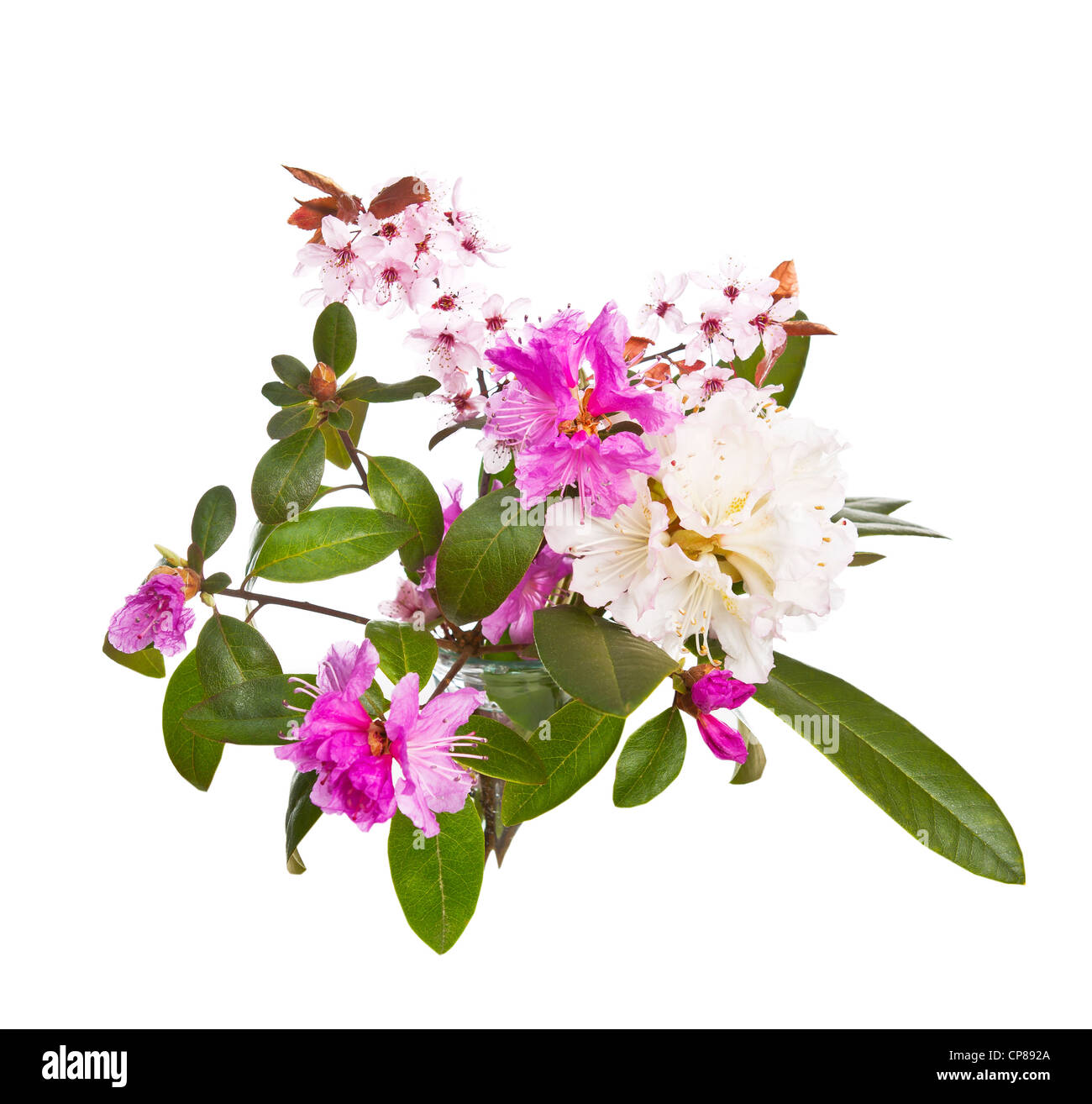 Beauty flowers detail Cut Out Stock Images & Pictures - Alamy